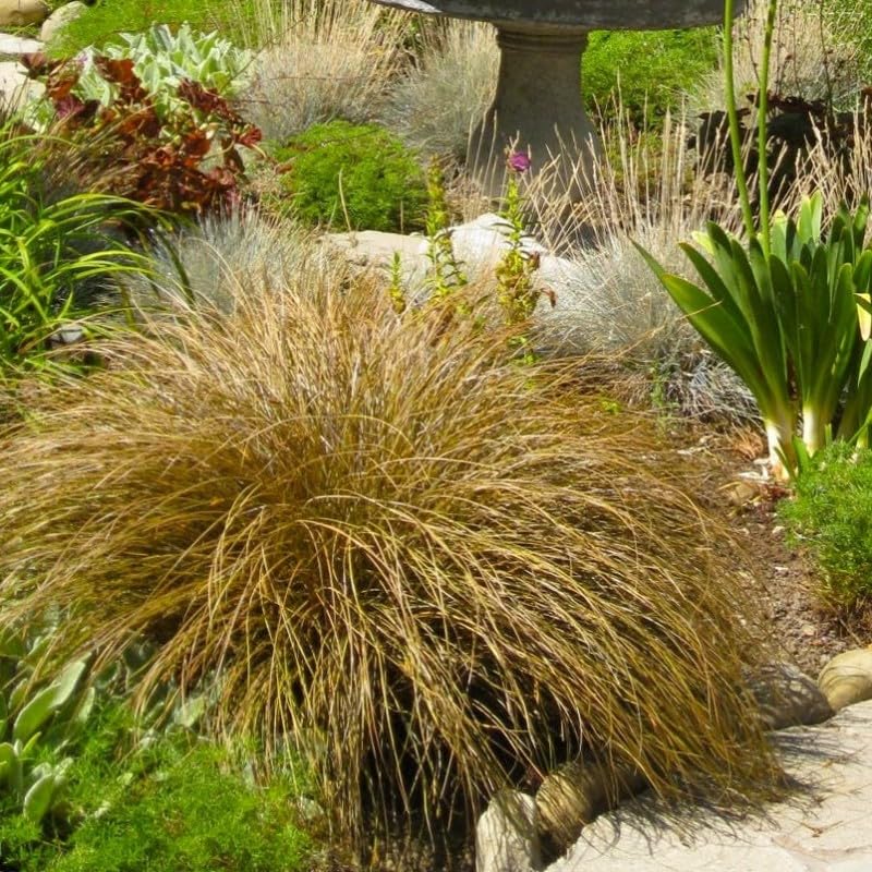Carex Bronco New Zealand Hair Sedge Carex Comans Bronze Form 10