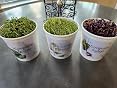 Amazon.com : Microgreens Growing Kit Indoor | Includes 3 Reuseable ...