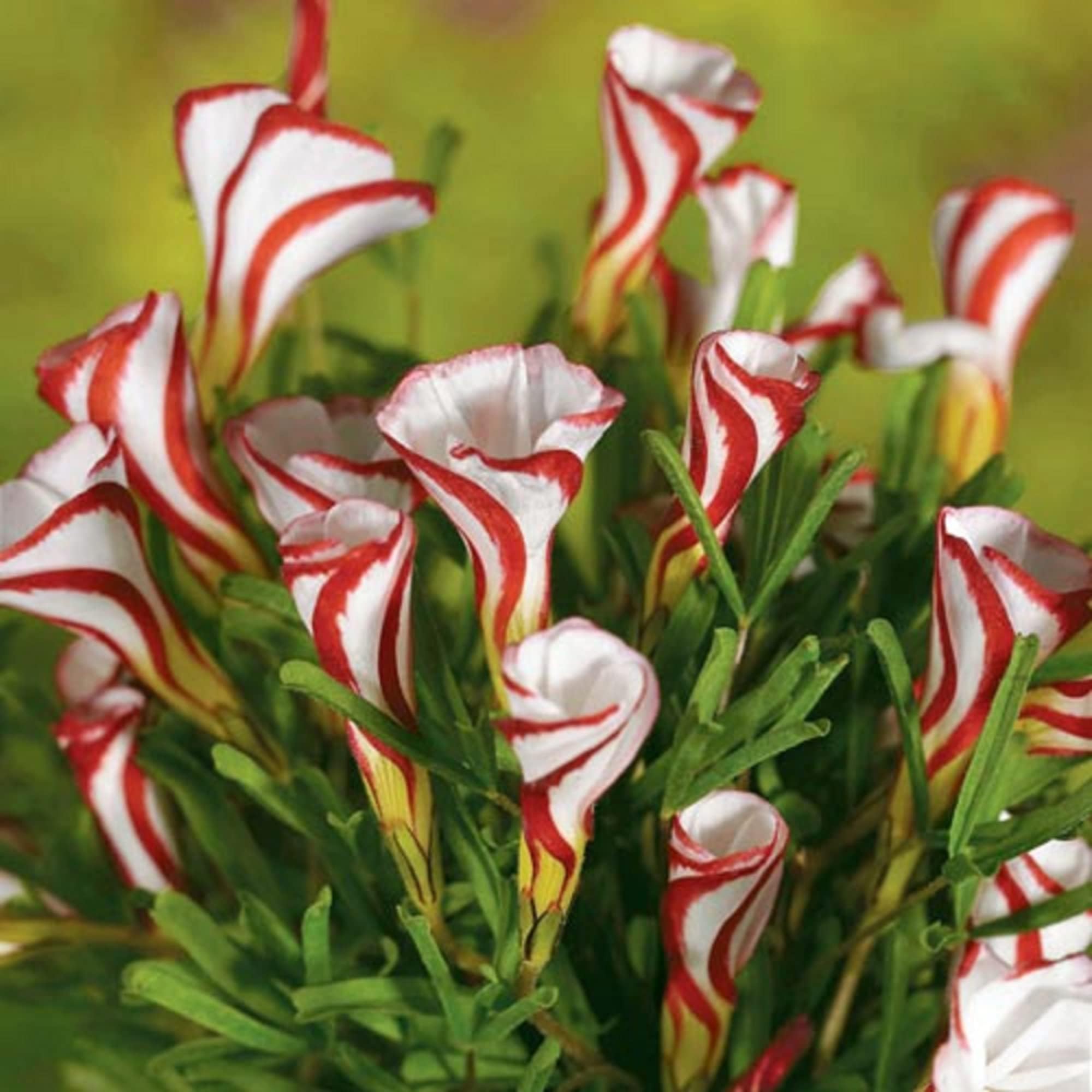 Amazon.com : CHUXAY GARDEN Oxalis Versicolor Seed 100 Seeds Candy Cane ...