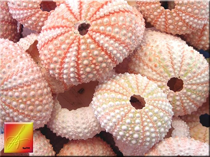 Amazon.com: Set of 6 Small Pink Sea Urchin Seashells Shells for Beach ...