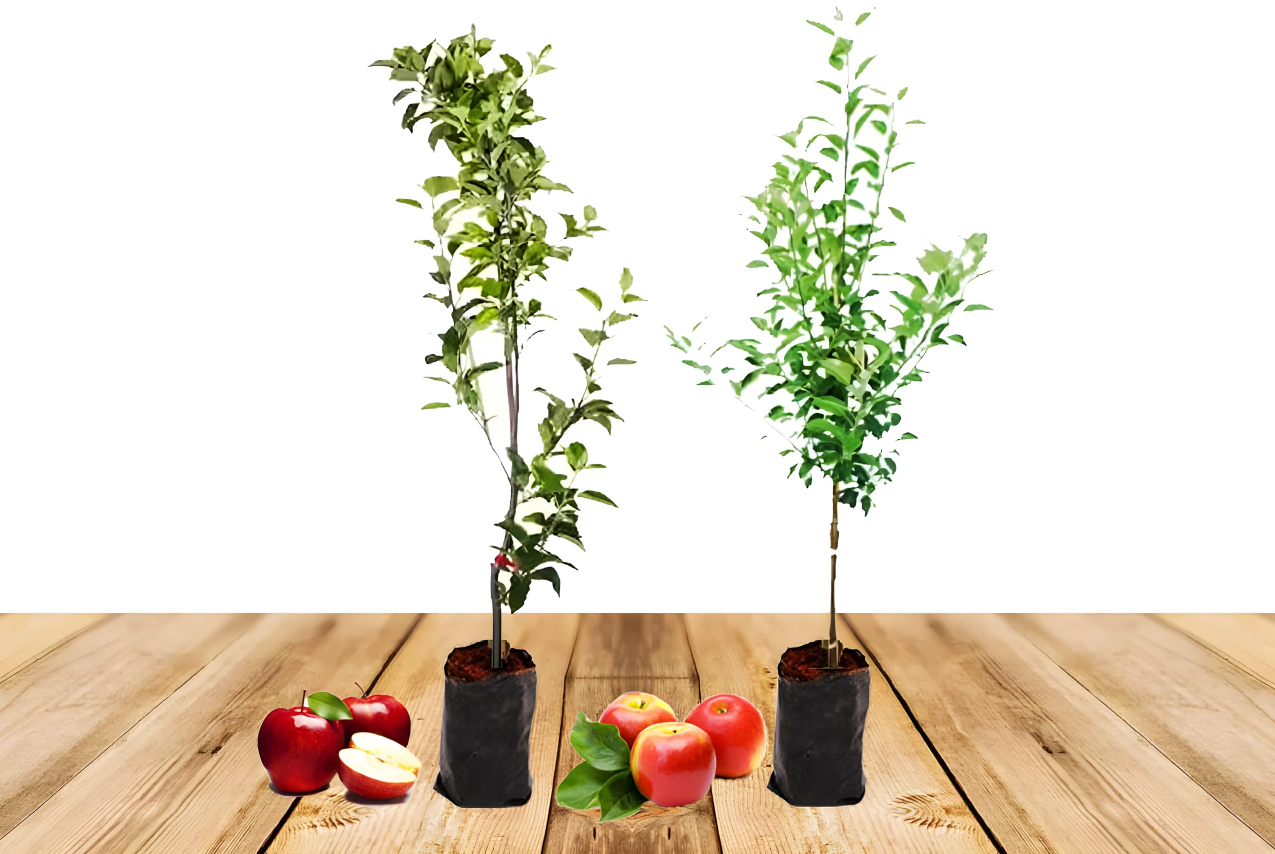 Apple Grafted- ANNA & SHIMLA Live Fruit Plant - All India Weather ...