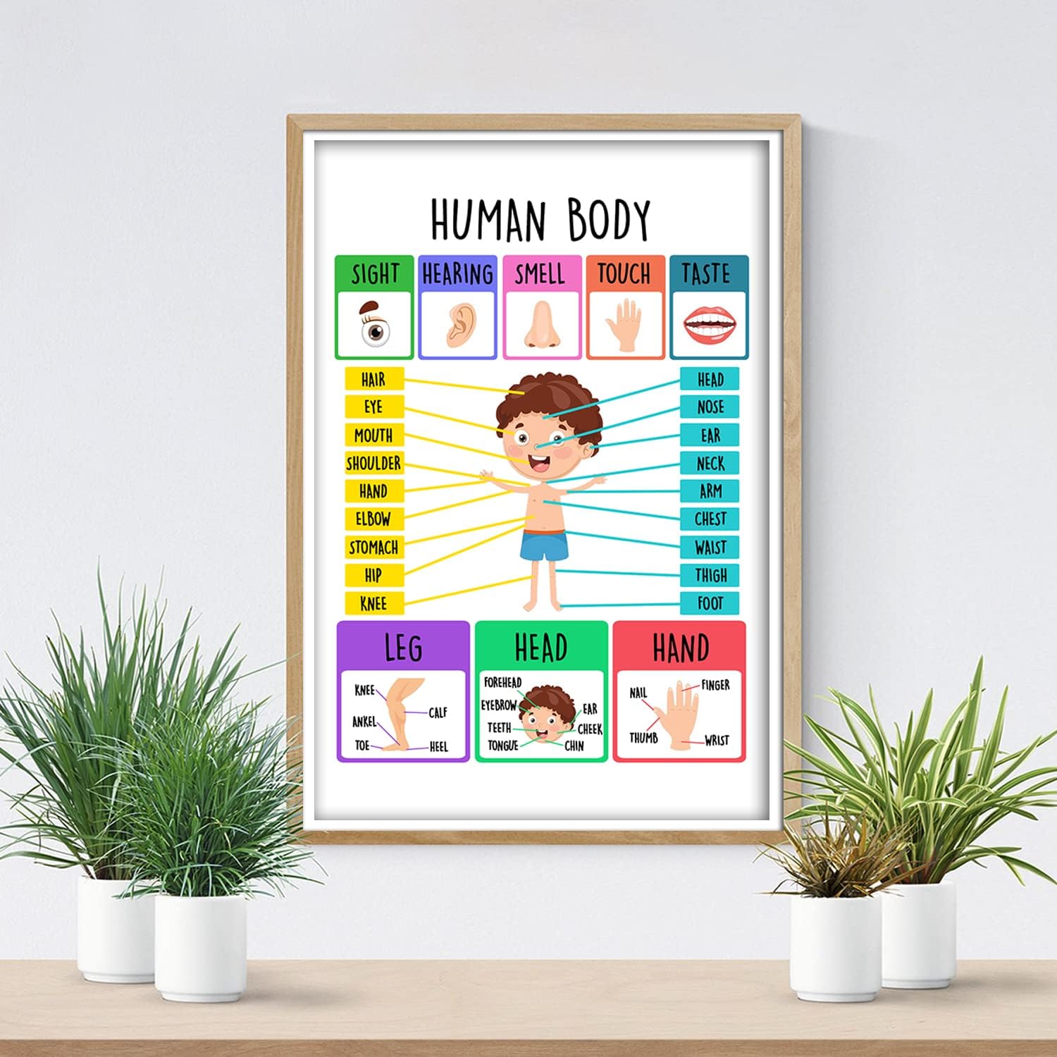 CPS036 Kids Anatomy Poster - Preschool Human Body Nepal | Ubuy