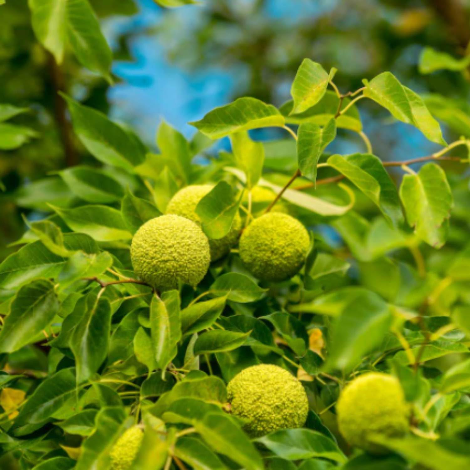 Amazon.com : 100 Seeds - Osage Orange Seeds (Maclura pomifera) for ...