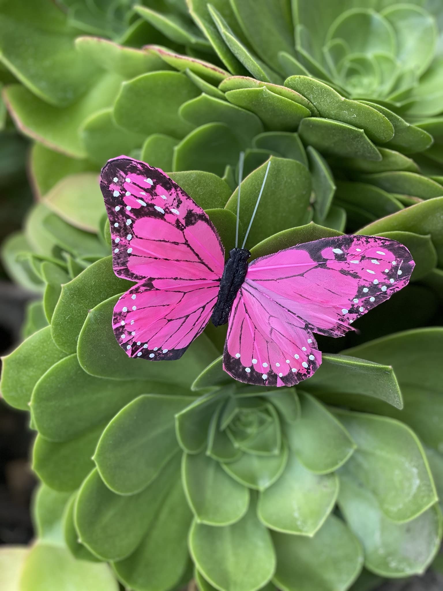 Real Pink Butterflies On Flowers