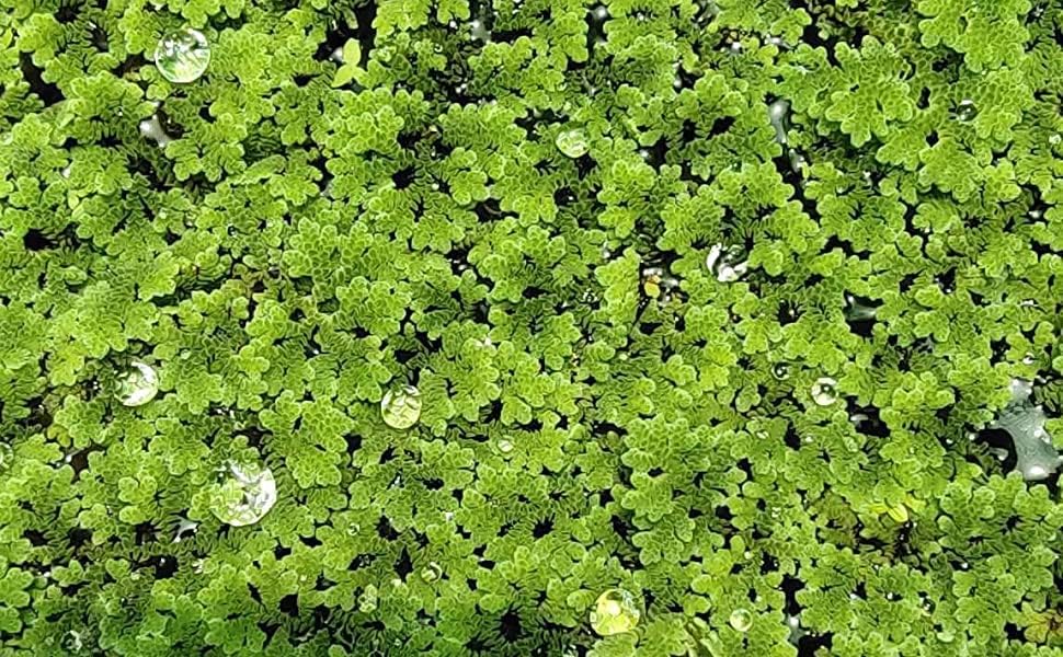 Greenify Azolla Seeds, Floating Plants for Aquarium, Fairy Moss, Azolla ...