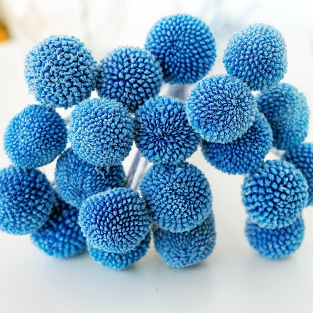 Amazon.com: Caiyun Manor 20Stems Billy Ball Flower Craspedia globosa ...