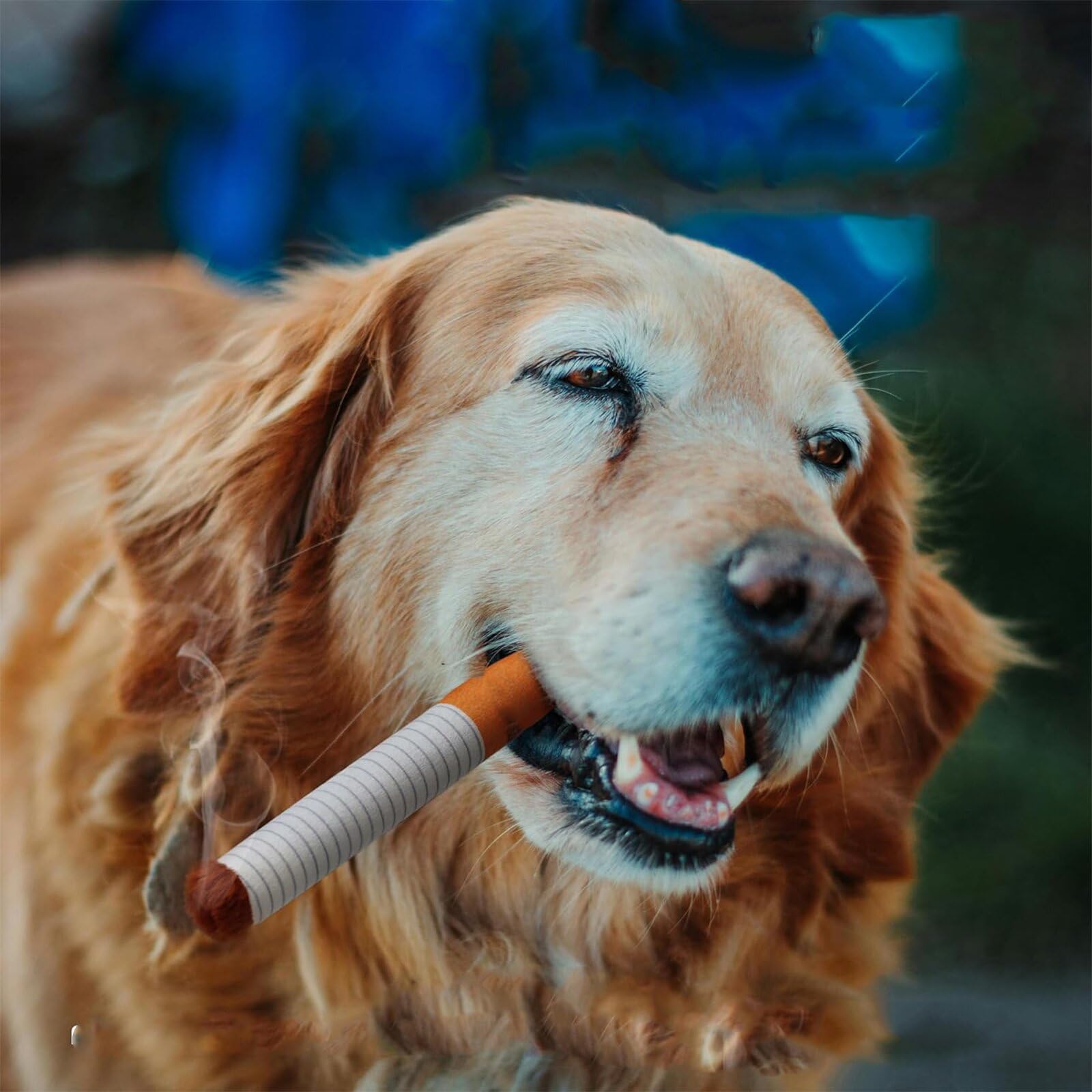 Dog Smoking Memes New Tin Metal Sign Funny Dog Smoking I Am Extremely