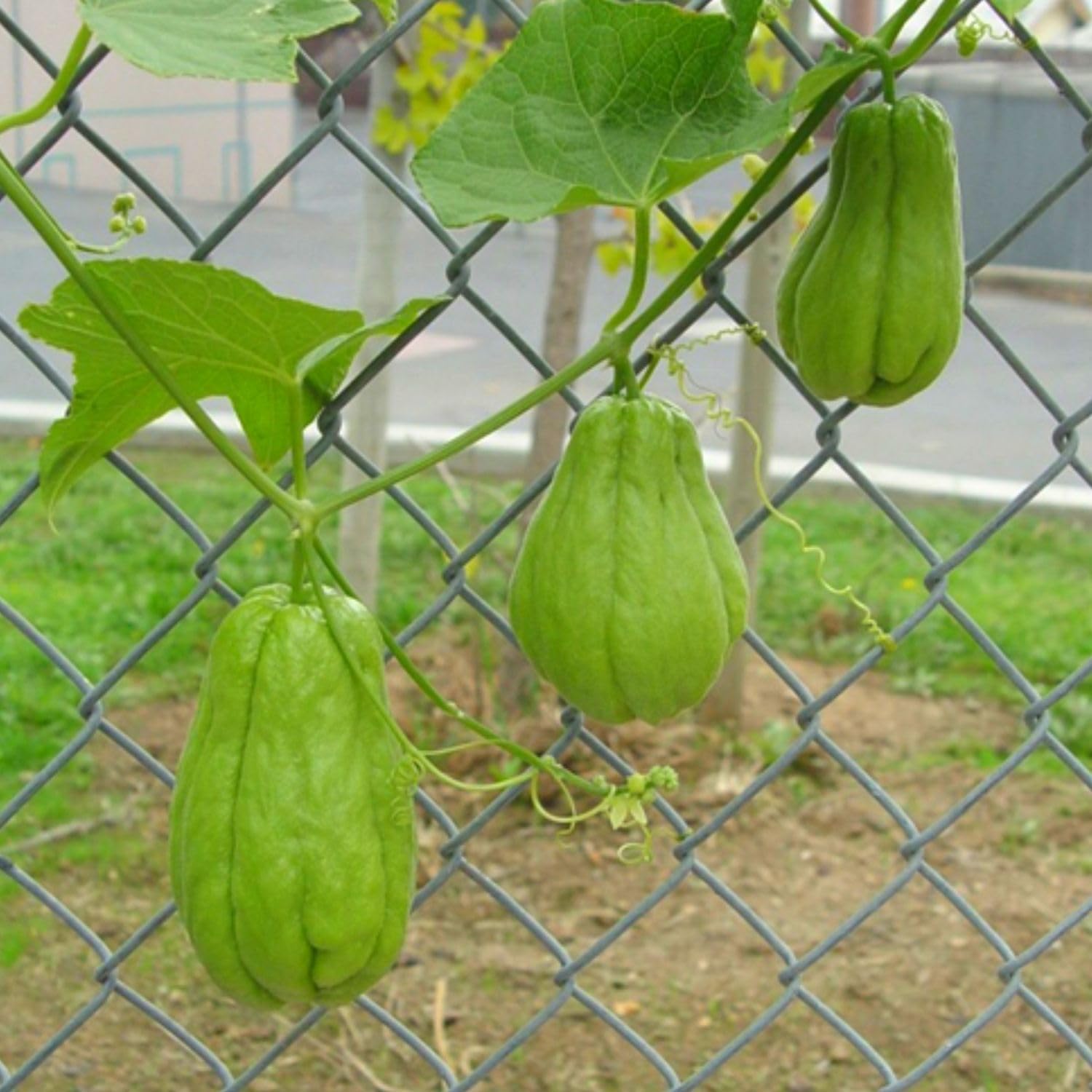 Amazon.com : Chayote Squash Plant Live, Chayote Plant, Vegetable ...