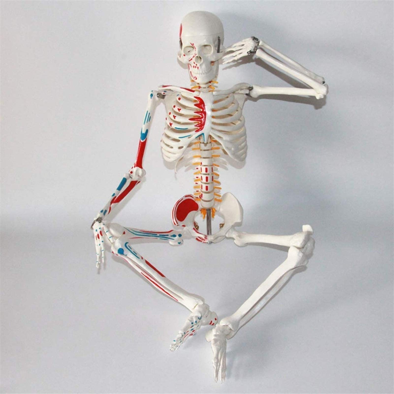 Buy QIQIZHANG Anatomy Model, 85CM Pillar Human Skeleton Model ...