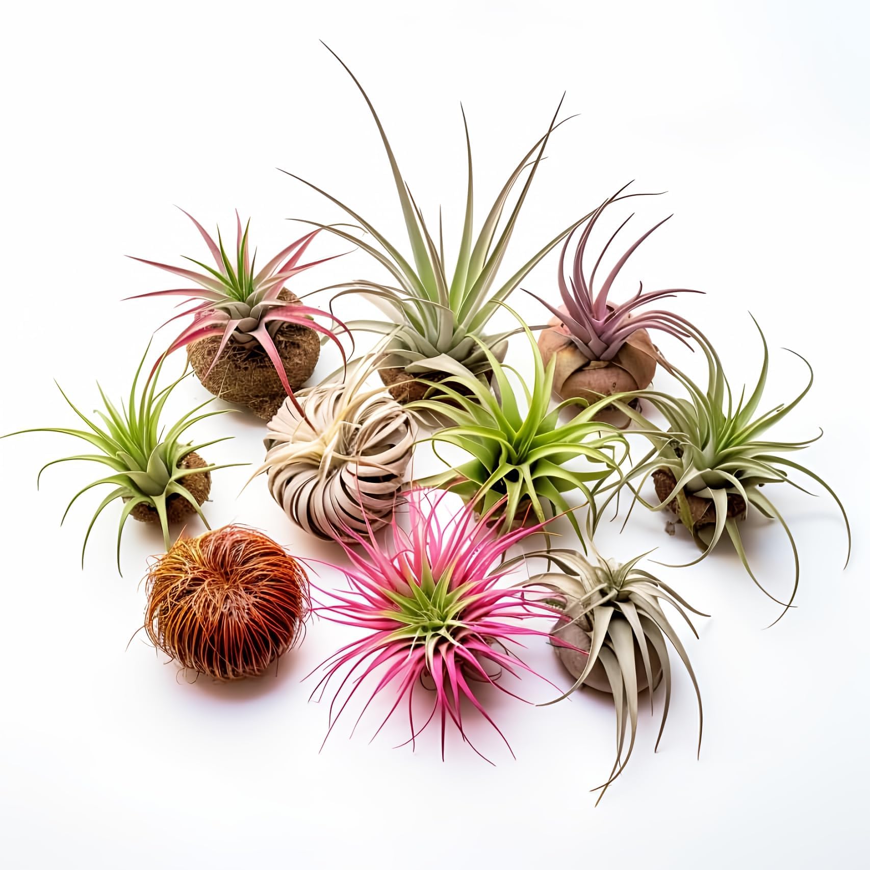 Amazon.com : Mini Tillandsia Assortment 3 Pack Air Plants by CTS Air ...