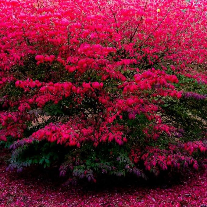 Amazon.com : Dwarf Burning Bush, 5 Live Bare Roots, 6-12 Inch Tall ...