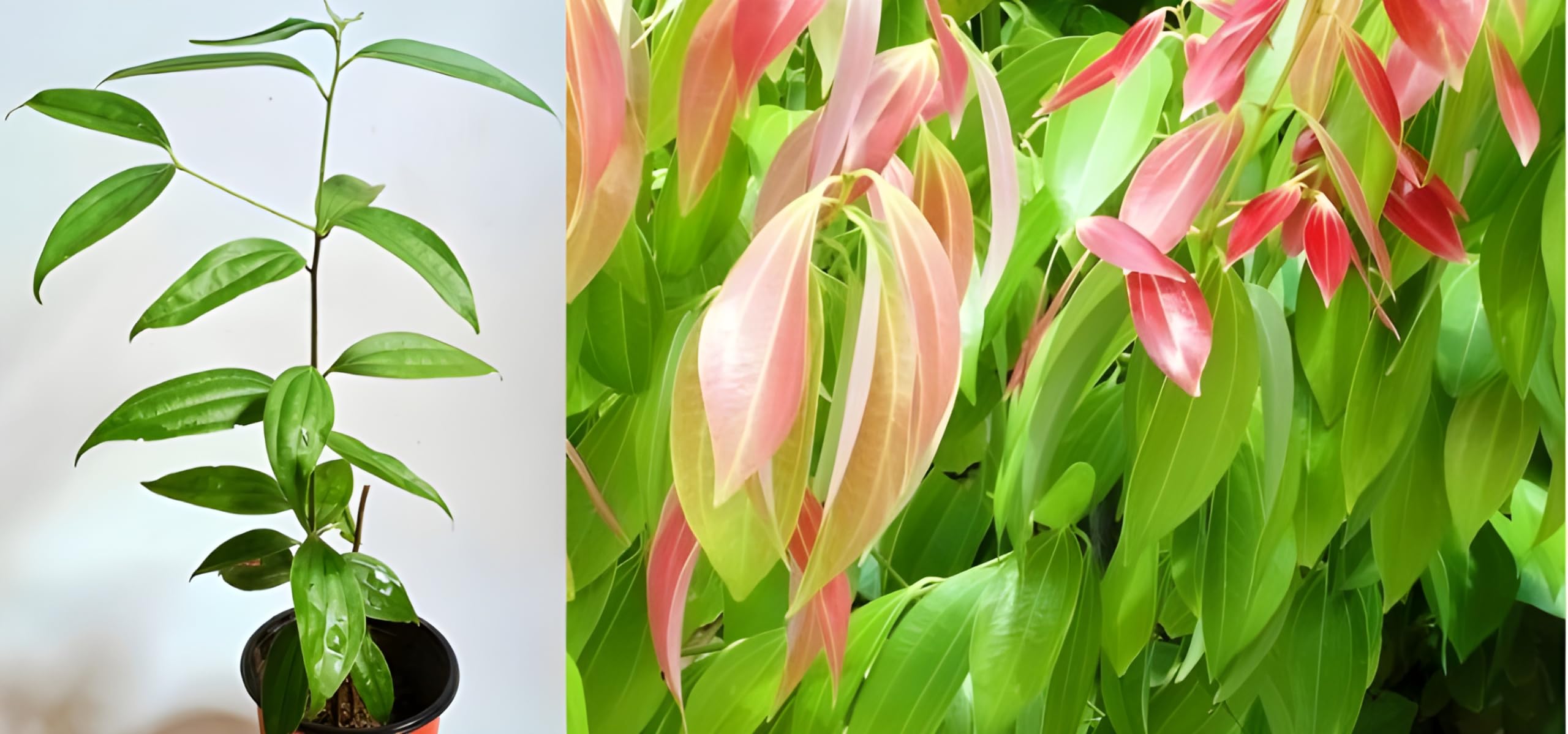 Green view Pandan | Rambha | Biryani |Basmati Leaves (Pandanus ...