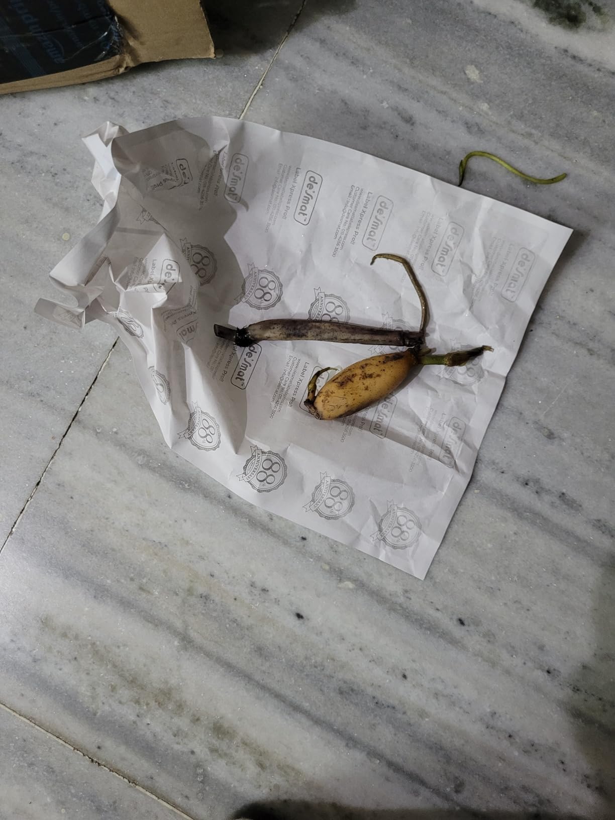 GO GREEN Lotus plant LIANG LI MICRO LOTUS Organic Water Lilies Lotus ...