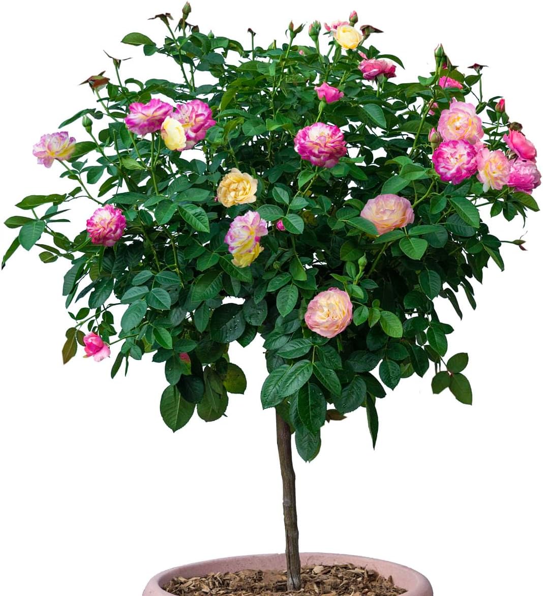 Amazon.com : SPRING HILL NURSERIES - Life of The Party 24" Tree Rose ...