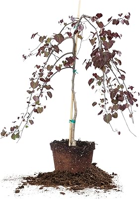 Amazon.com : Perfect Plants Tamukeyama Japanese Maple 2-3ft Tall ...