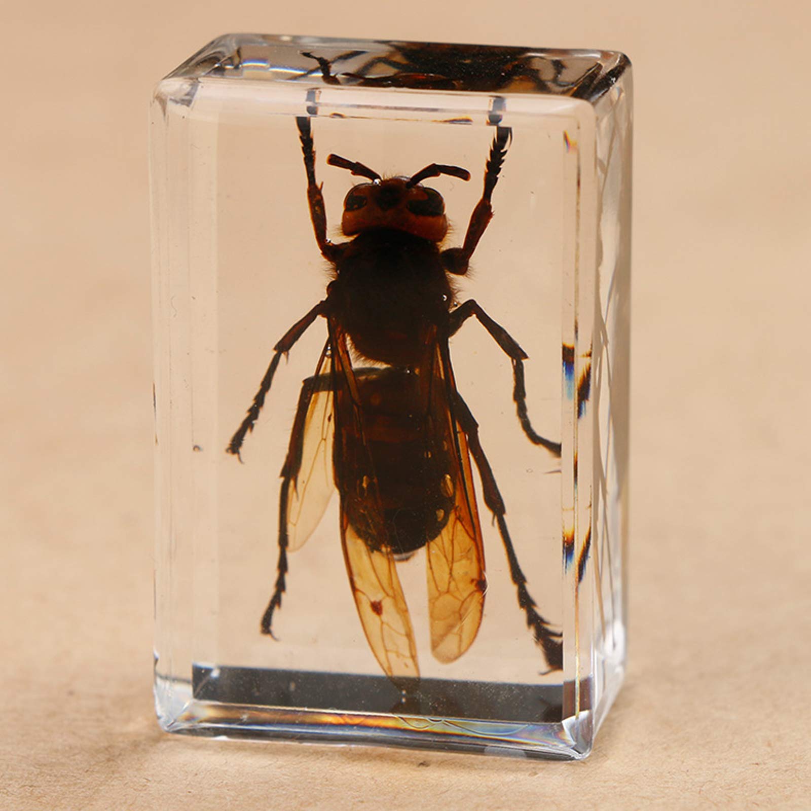 Insect Scarab Specimen Science Kit Taxidermy Resin Resin Desk ...