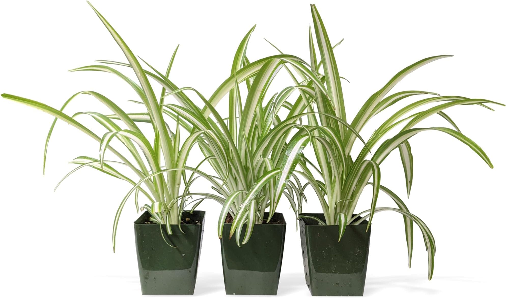 Amazon.com : Variegated Spider Plant, Bare Root Starter Plant Live ...