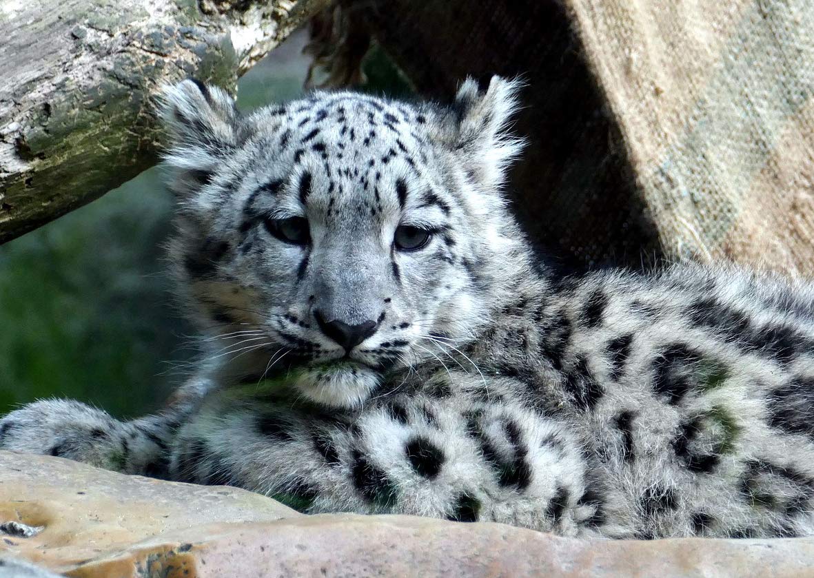 Snow Leopard Blank Greeting Card - Landscape : Amazon.co.uk: Stationery ...