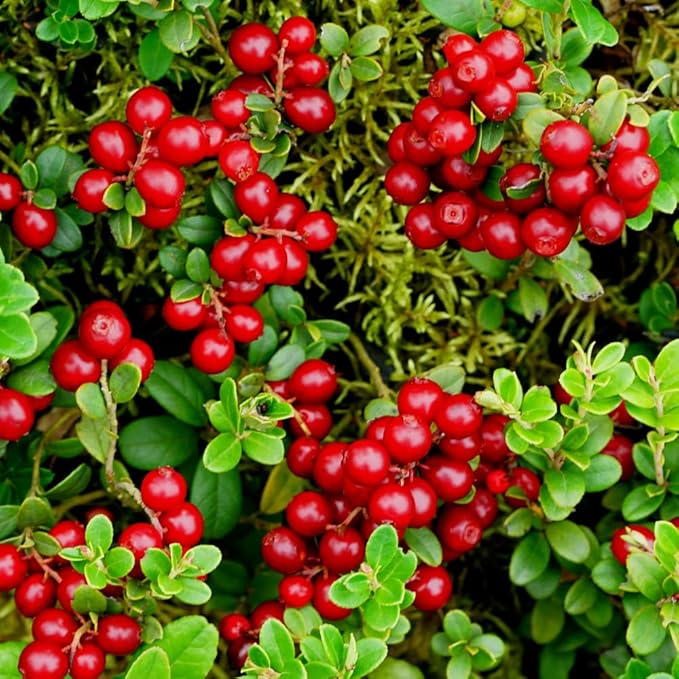 Amazon.com : Red Lingonberry Plant, Live Red Lingonberry Starter Plant ...