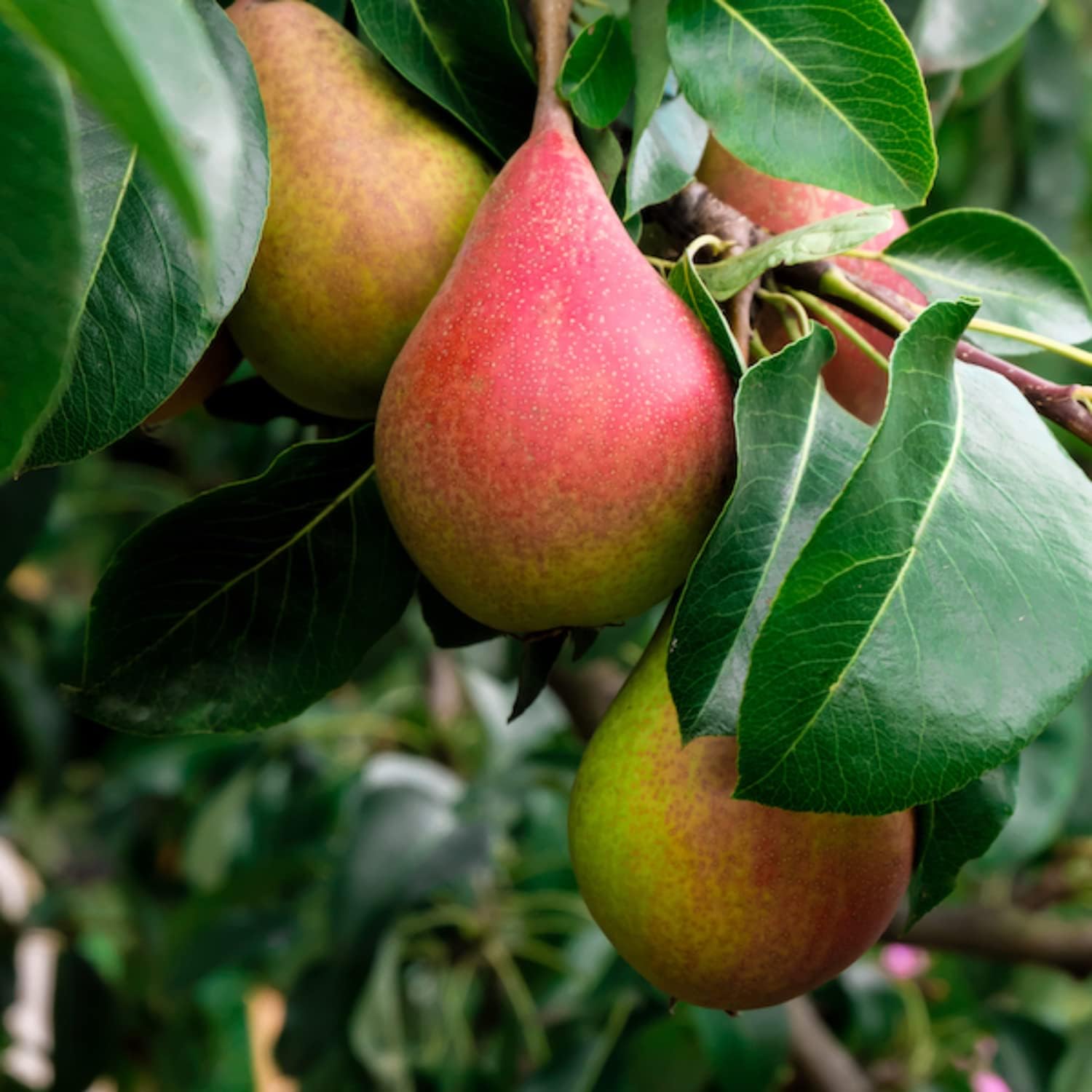 Amazon.com : Sugar Pear Tree Live Plant, Pear Plant from 5 to 6 Feet ...