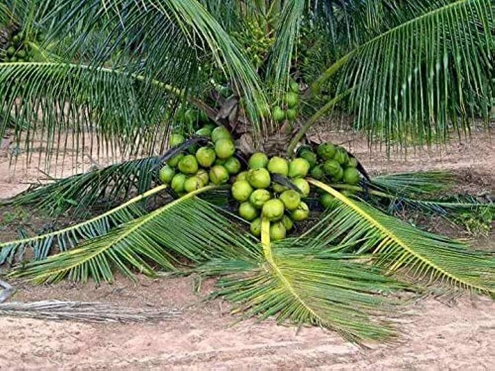 Coconut saplings dwarf, dwarf sapling for coconut (pack of 2) : Amazon ...