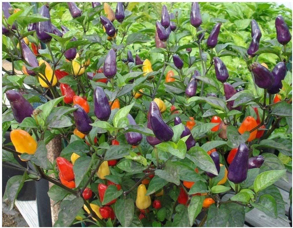 PREMIER SEEDS DIRECT - Dwarf Pepper HOT - Roxi - 50 Seeds : Amazon.co ...