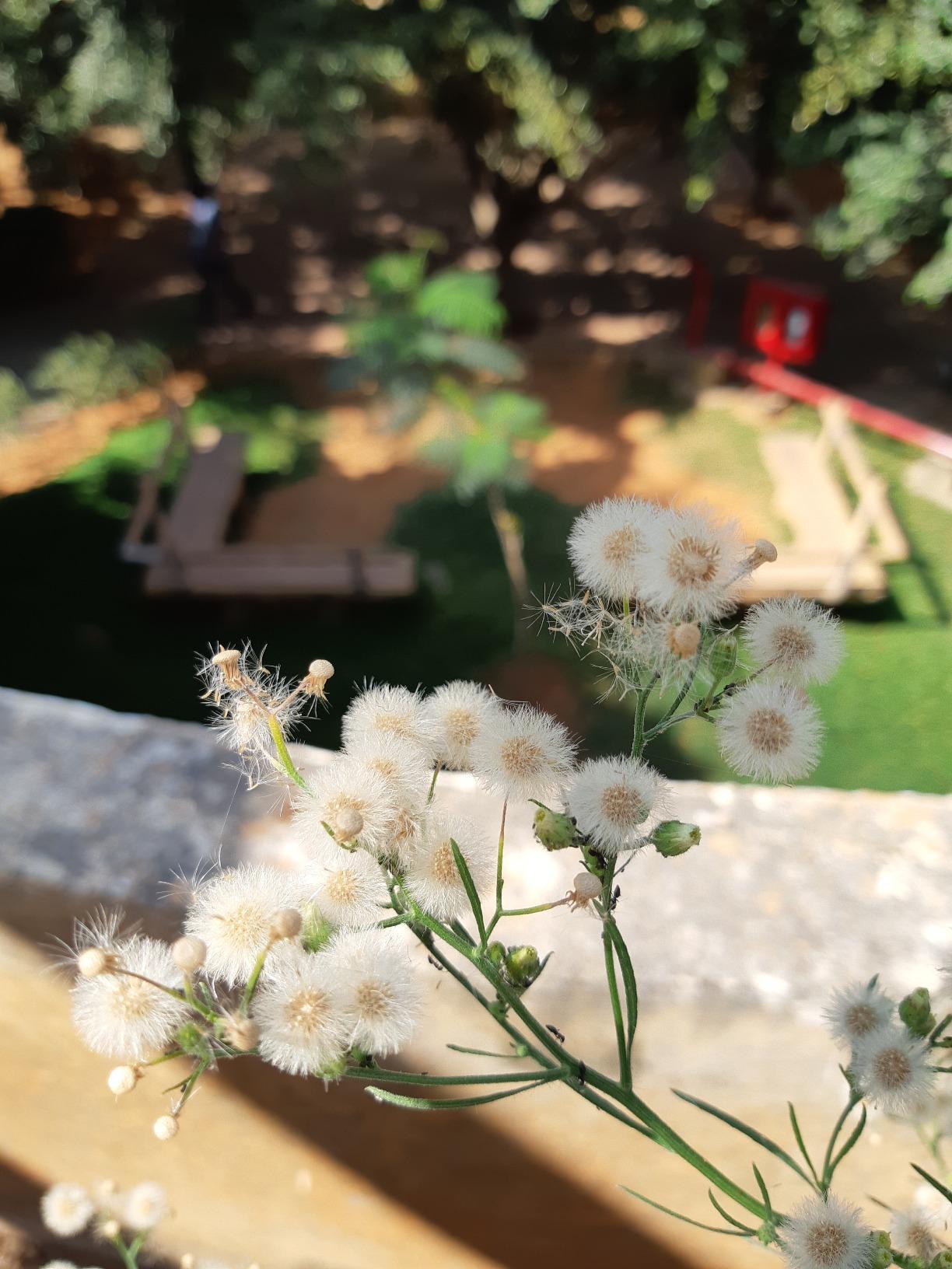 Samsung Galaxy A8+ A730F (Black, 64GB) : Amazon.in