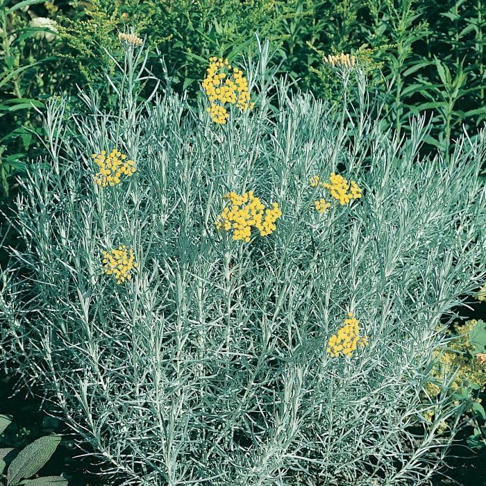 Amazon.com : Dwarf Curry Herb, 2 Live Plant - Helichrysum angustifolium ...