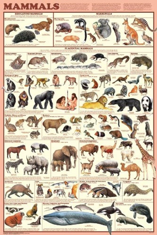 Amazon.com: Laminated Mammals Science Educational Chart Poster Print ...