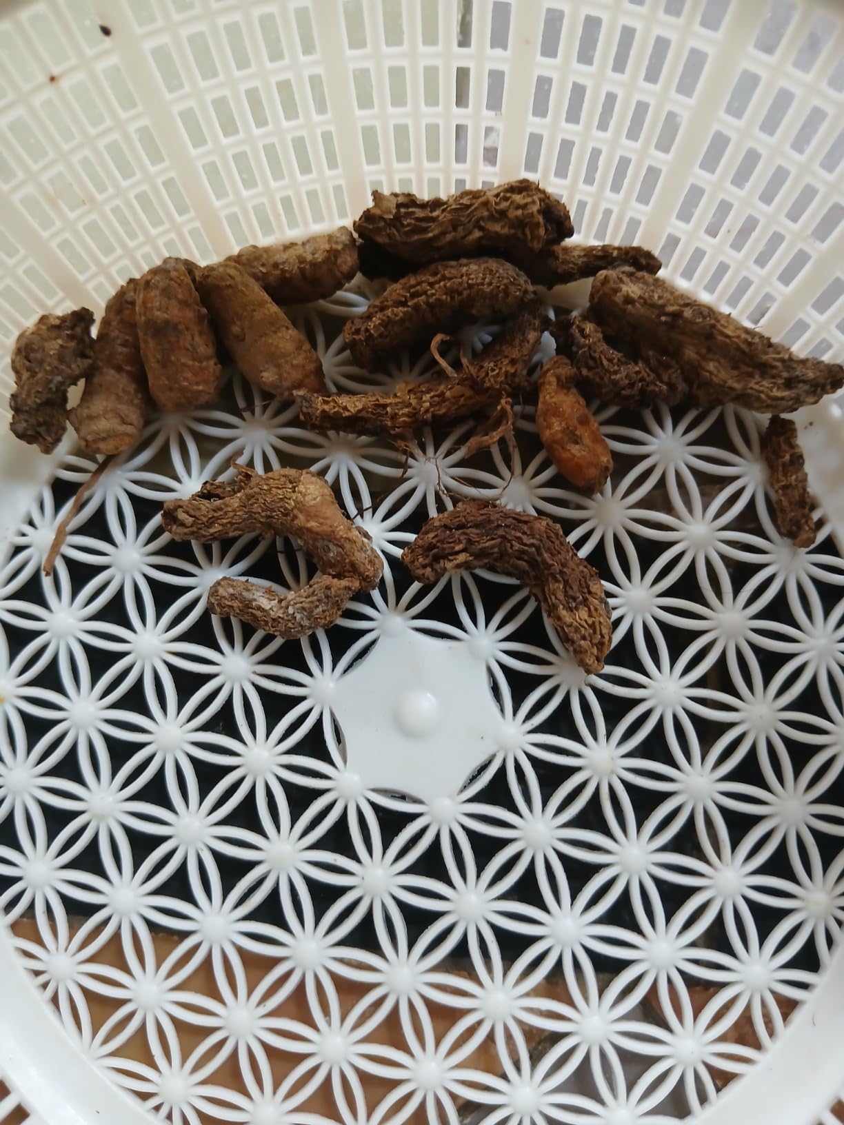 We Care Eco Products Fresh Turmeric |Kachchi Haldi|Taaja Pasupu|100% ...