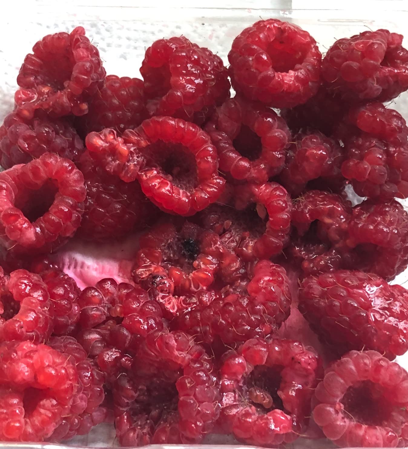 Driscoll's Raspberry USA, 170g : Amazon.sg: Grocery