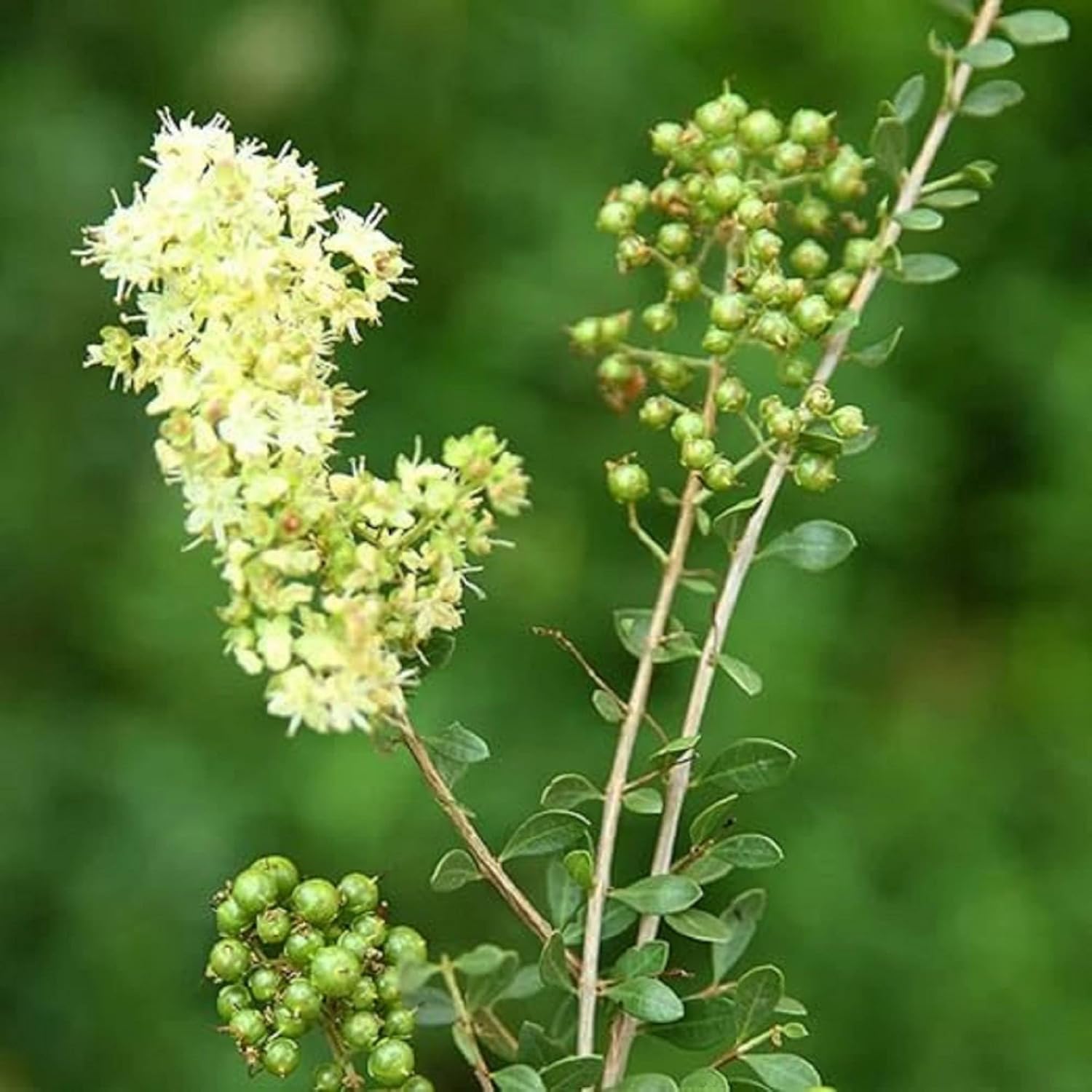 CHUXAY GARDEN Semillas de henna Lawsonia Inermis para plantar al aire ...