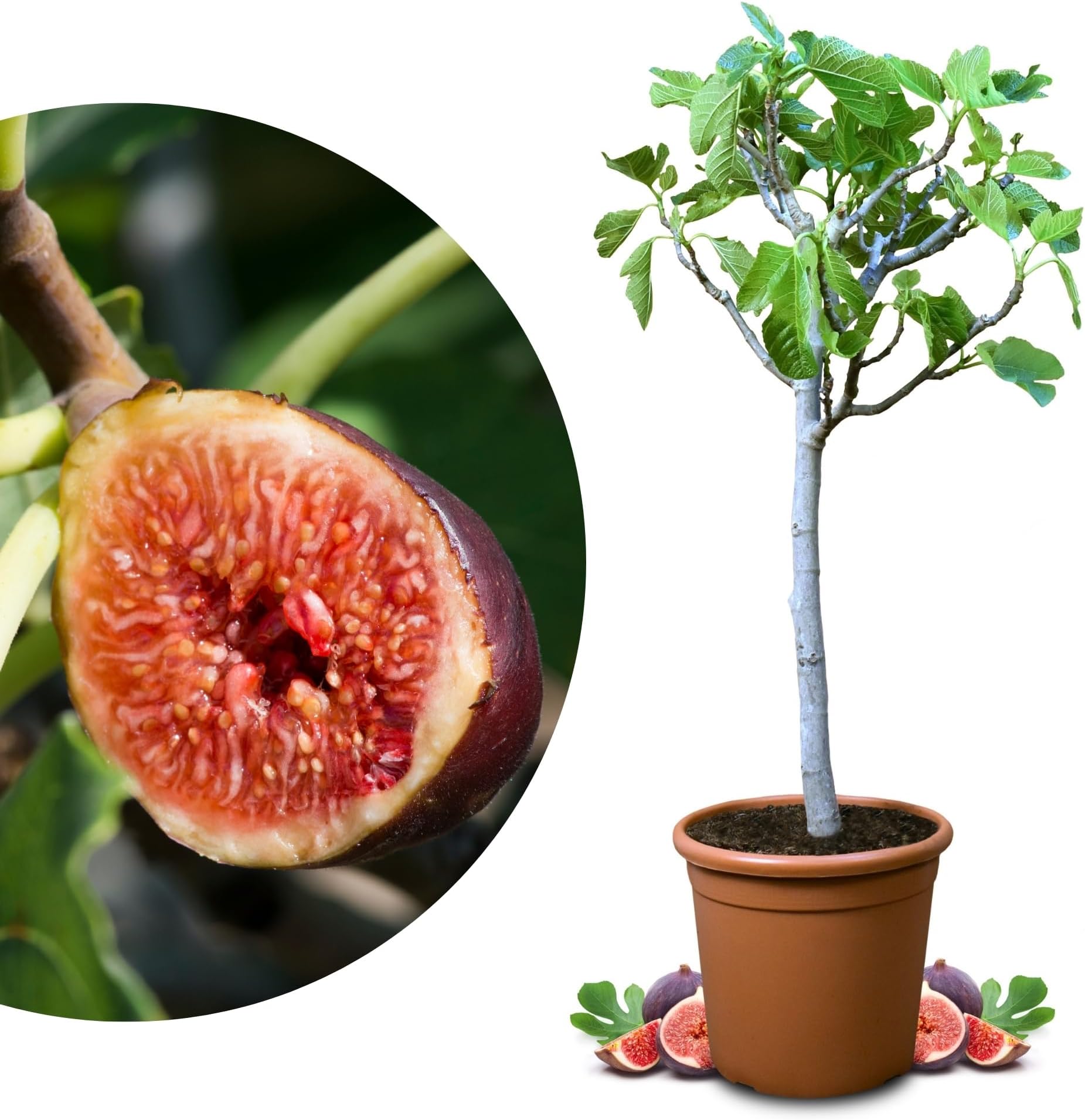 Feigenbaum Kaufen Winterhart Gro
