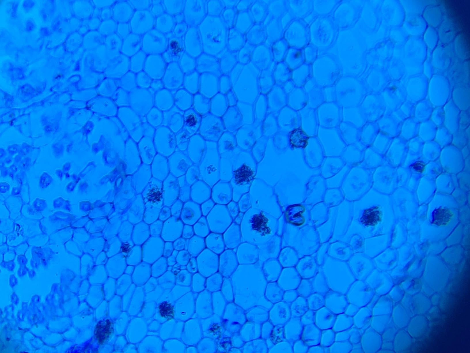 Microscope Enfant Microscope Inversé 40X-320X, Microscope Composé ...