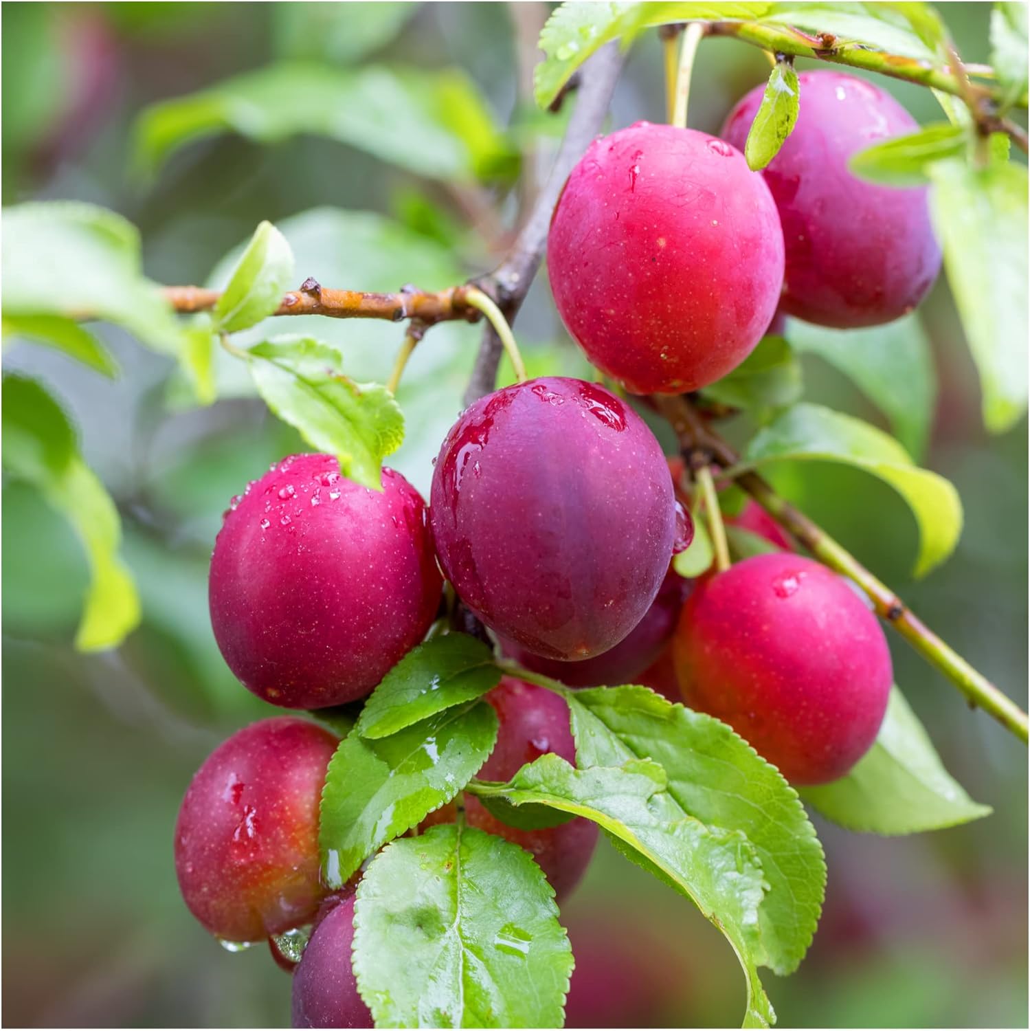 1 Cherry Plum Tree/Prunus Cerasifera/Myrobalan, 40-60cm Tall, Edible ...