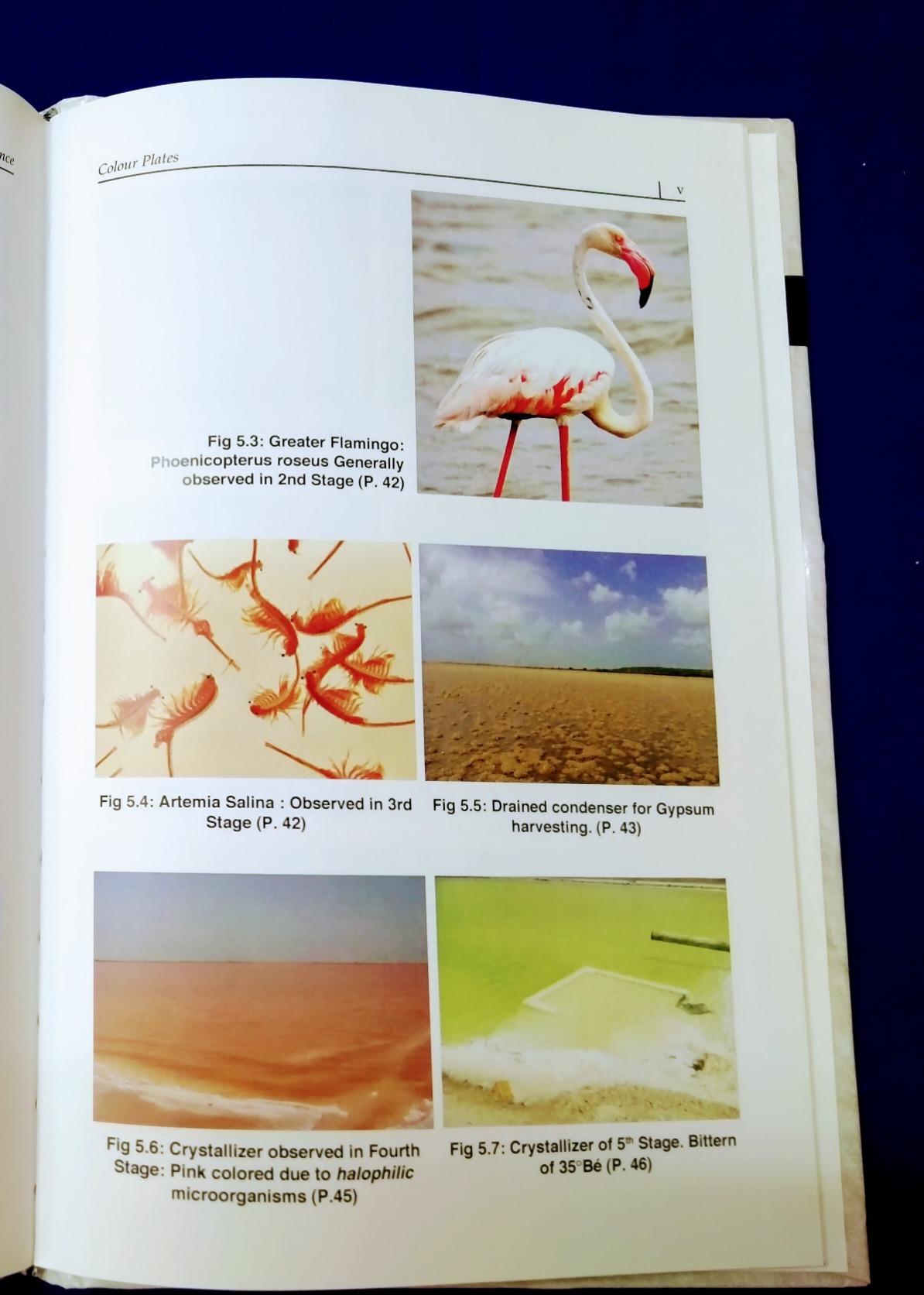 Buy Salt: The Complete Reference Book Online at Low Prices in India ...