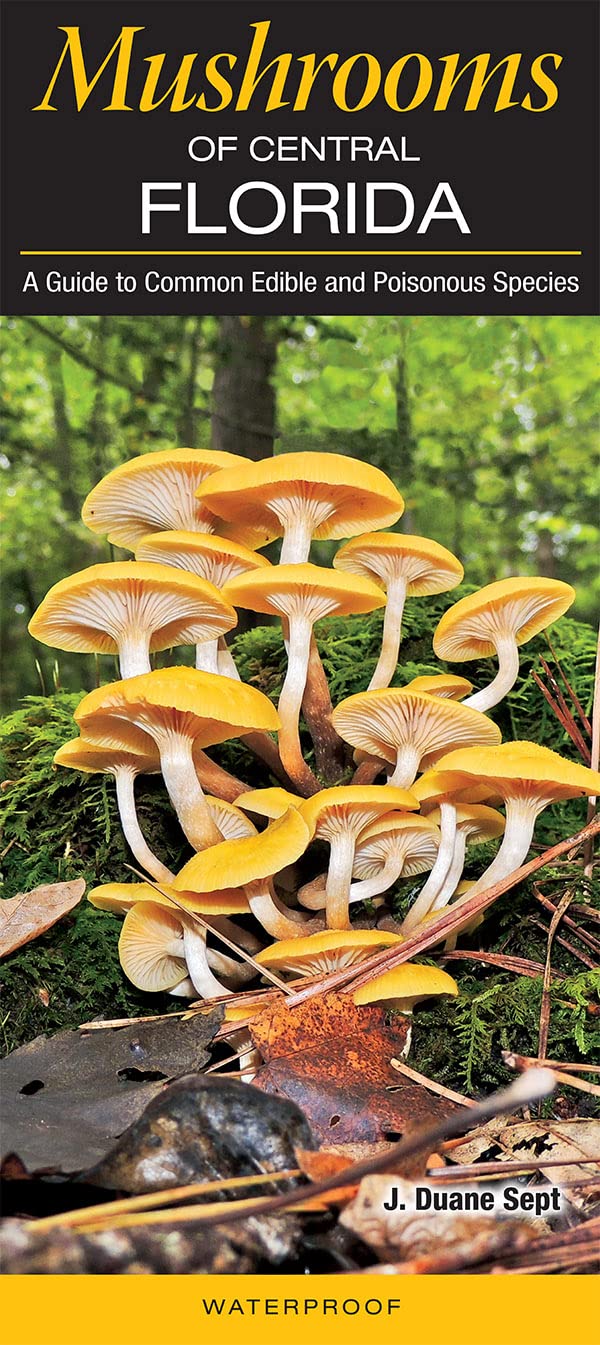 Common Florida Mushrooms