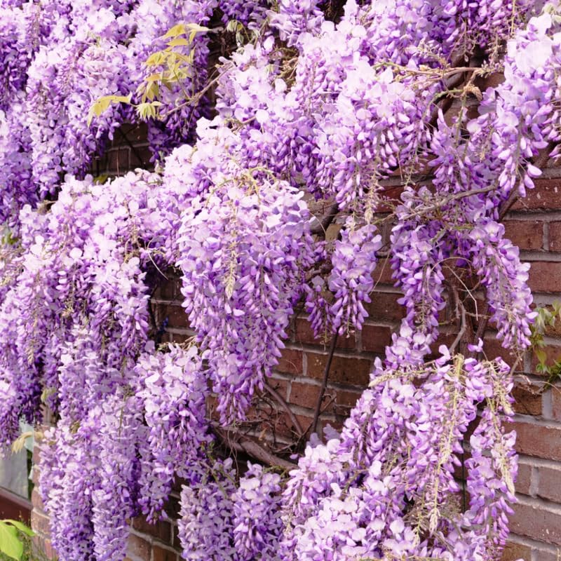 Purple Wisteria Tree Plant Live, vid de 2 a 3 pies, bien enraizada ...