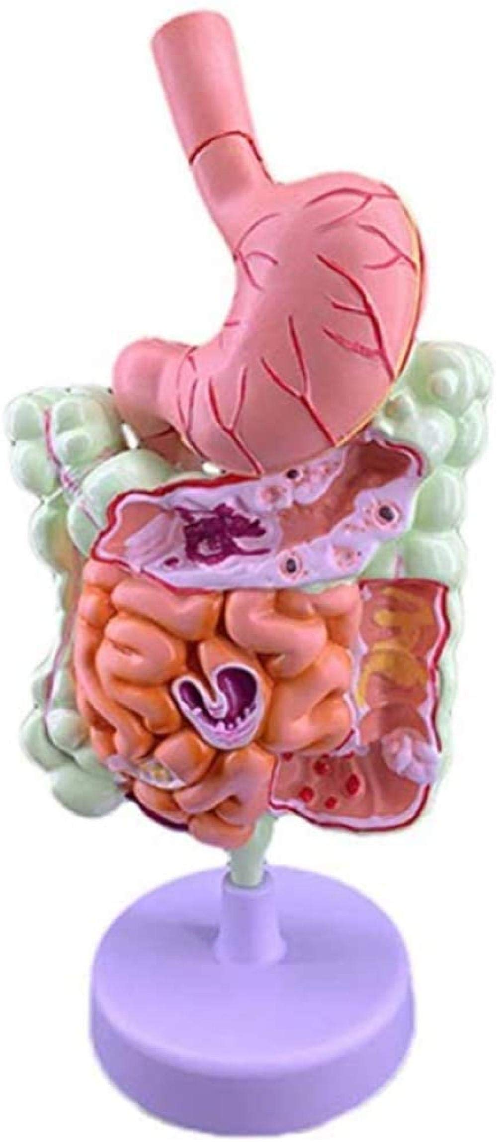 Educational Model Human Digestive System Model Life Size Stomach ...