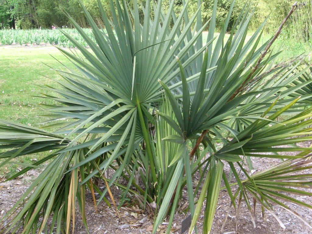 Sabal Minor Palmetto Enano Hardy extremadamente frío! - 10 Semillas ...