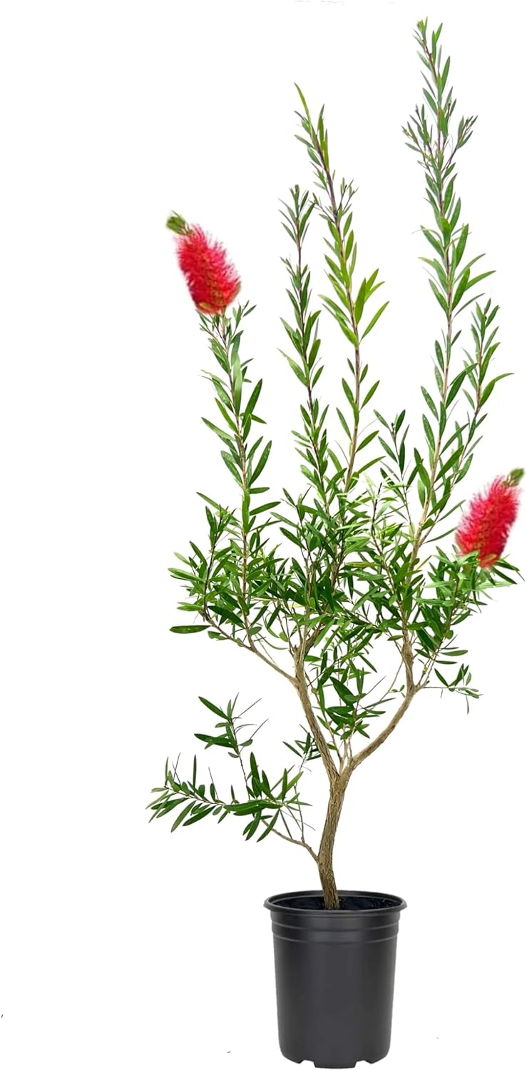 Amazon.com : Bottlebrush Red Cluster | 1 Live Quart Size Plant ...