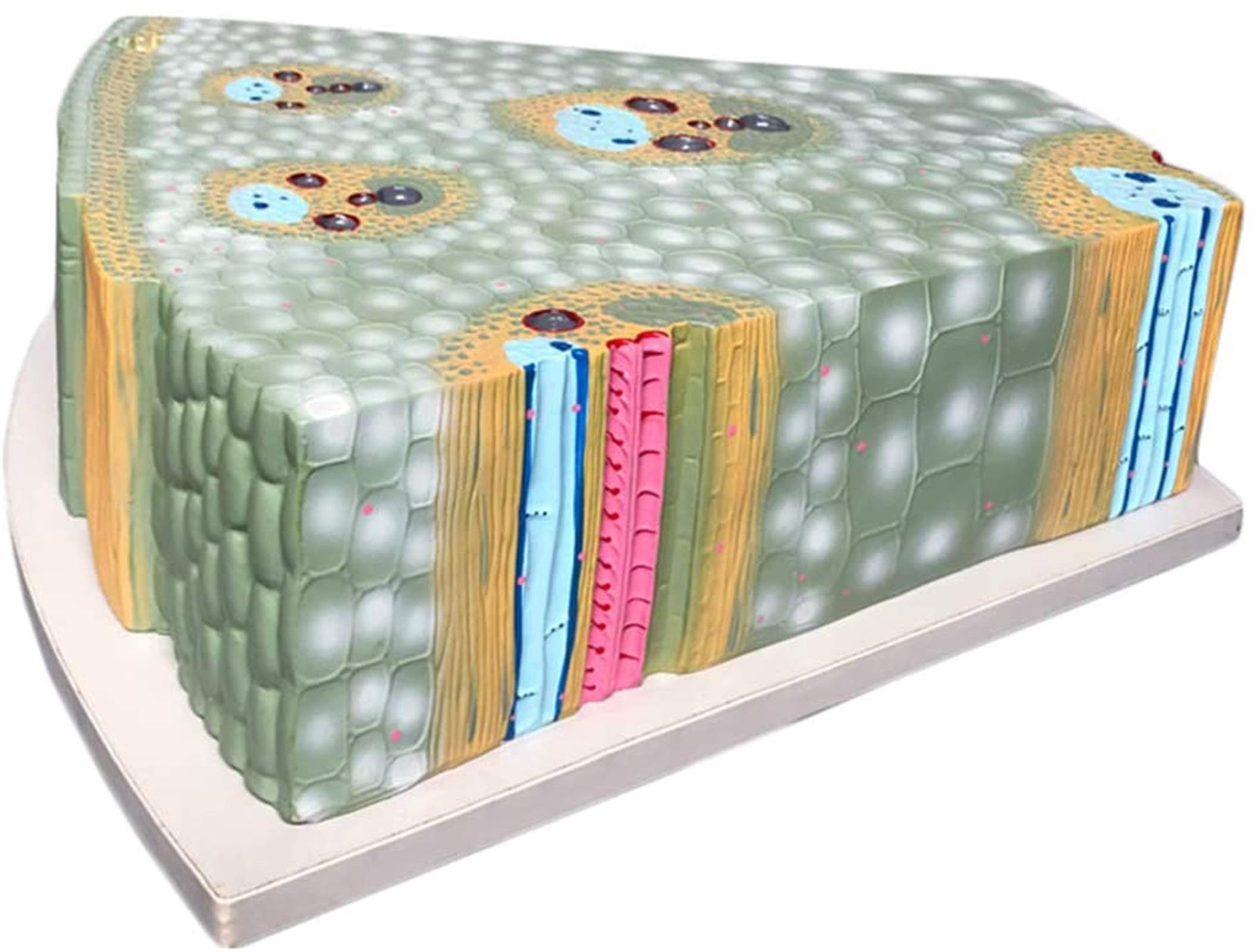 Buy Anatomical anatomy model for s - Stem Structure of Maize Stem ...