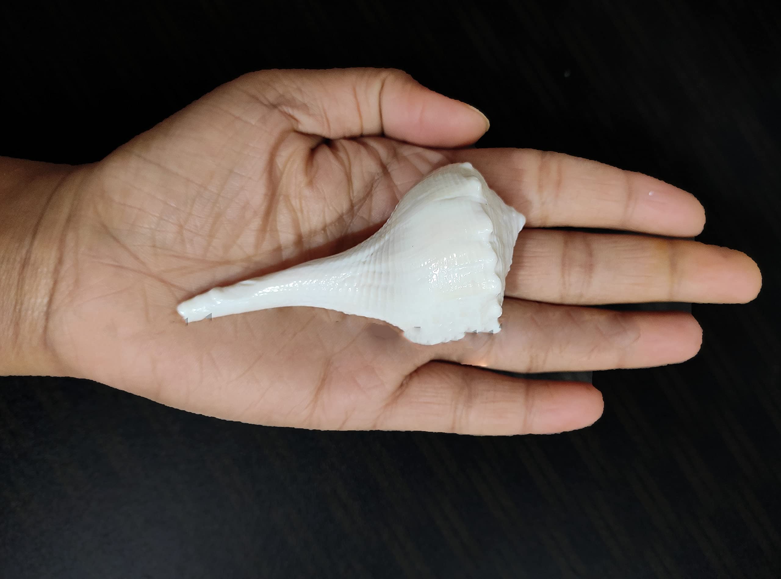 Gayatri Dakshinavarti Shankh For Pooja Dakshinavarti Shankh Original ...