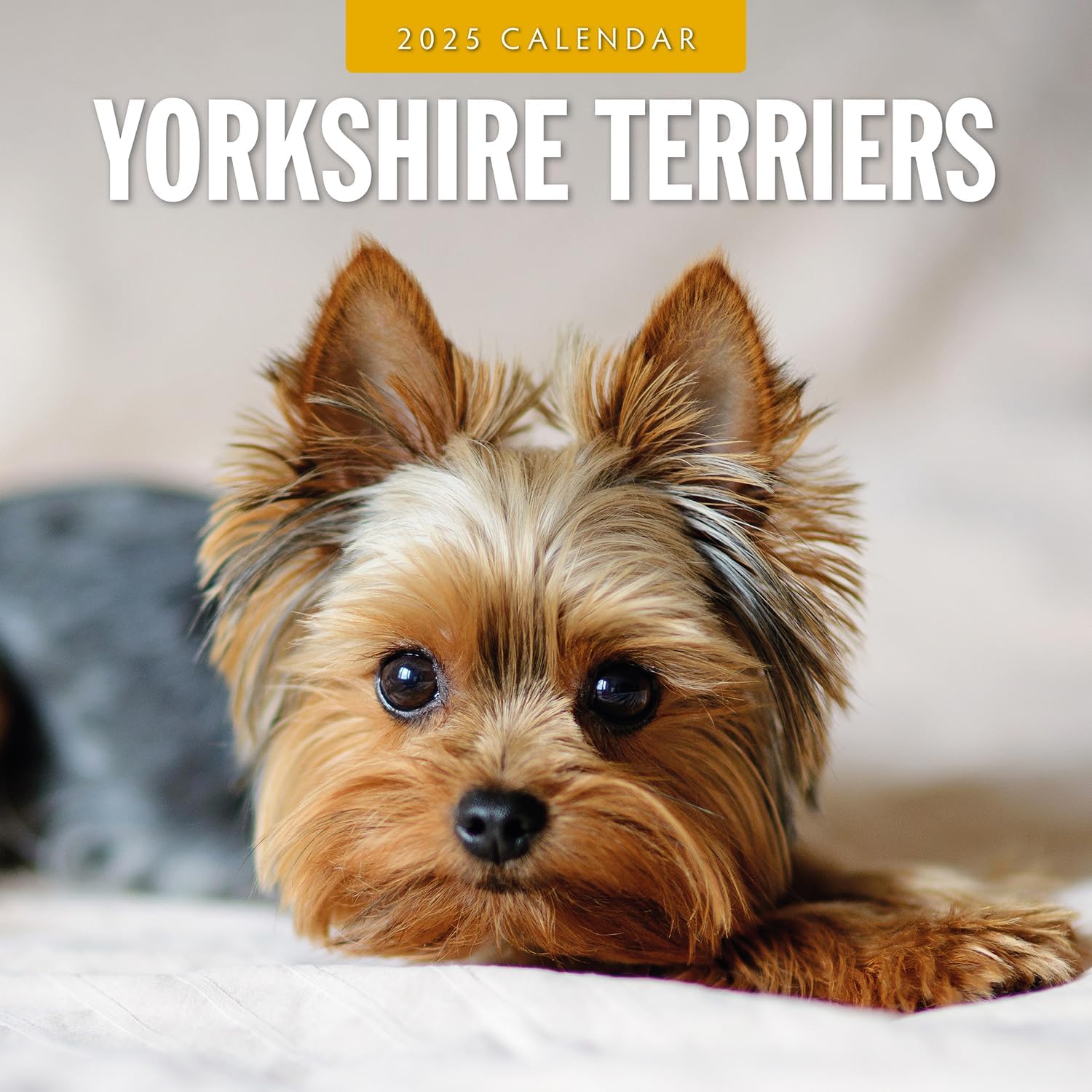 Amazon.com: Red Robin 2025 Yorkshire Terriers Monthly Wall Calendar ...