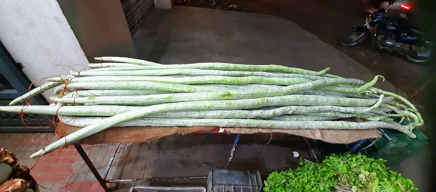 CooPany® RARE LONG VARIETY PUDALANGAI/PADAVALNGA/PADWAL, SNAKE GOURD ...