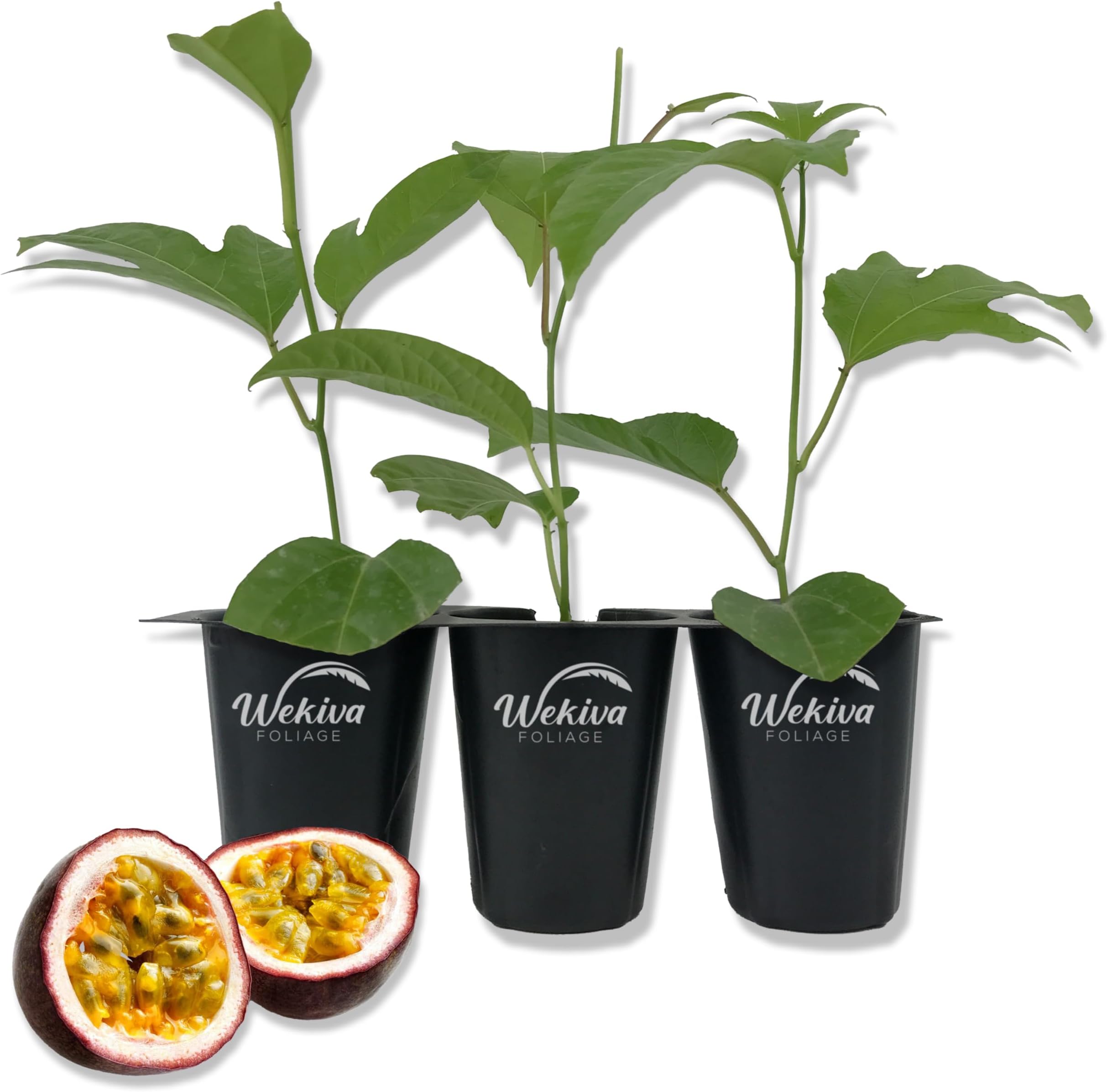 Amazon.com : Passion Fruit Tree Live Plant Vine for Planting, Passion ...