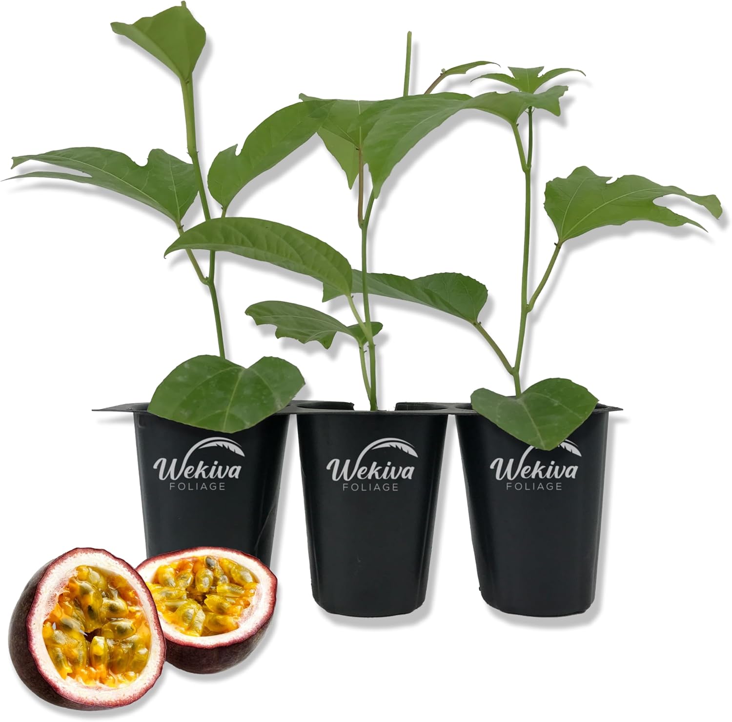 Amazon.com : Purple Possum Passion Fruit Plant - 3 Live Tissue Culture ...