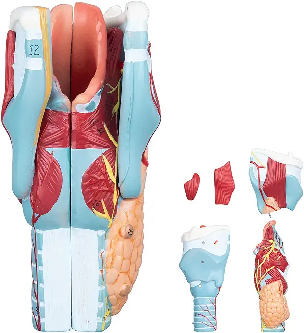 Understanding The Normal Appearance Of The Back Of Throat | MedShun