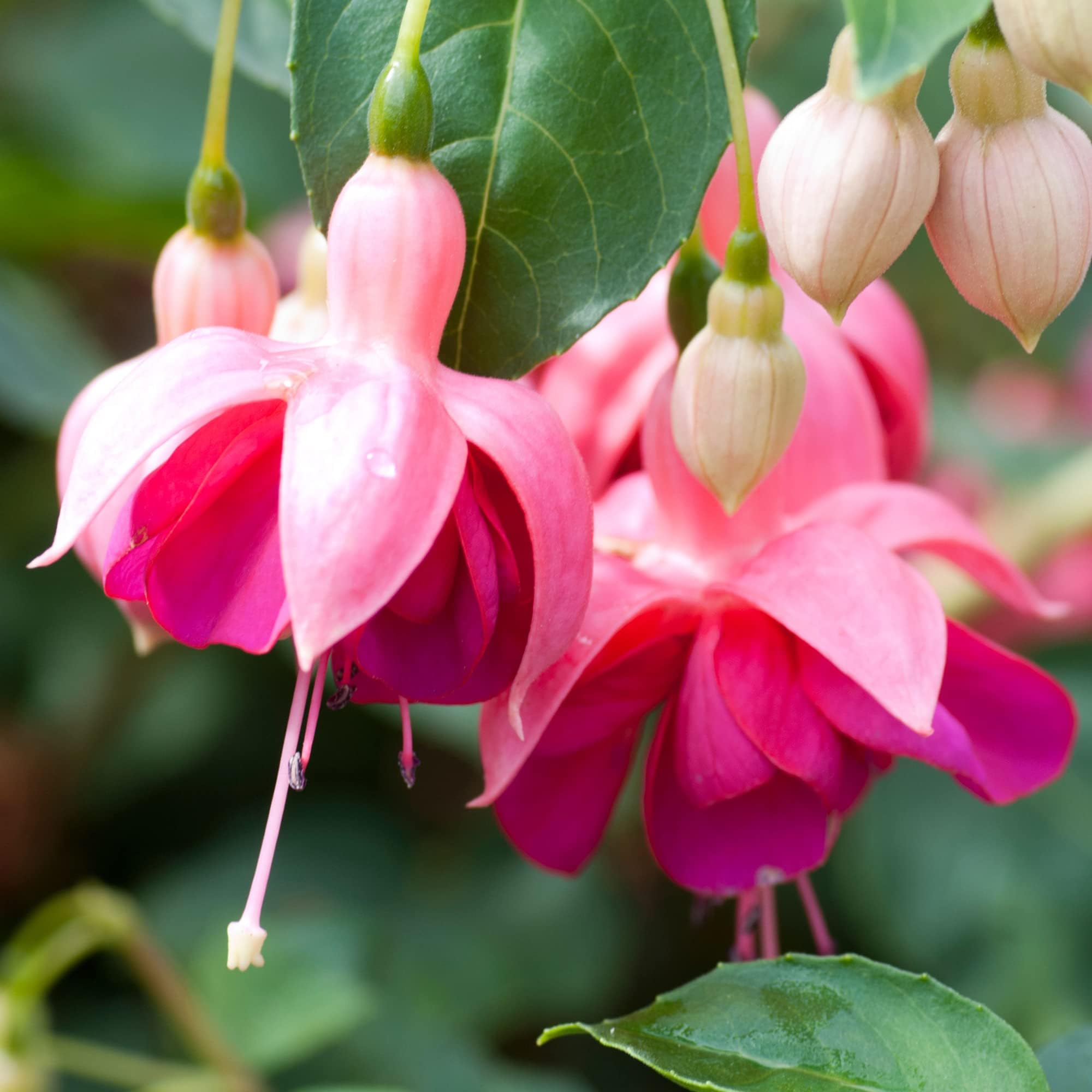 Pack x6 Hardy Bush Fuchsia 'Carmel Blue' Summer Garden Plug Plants ...