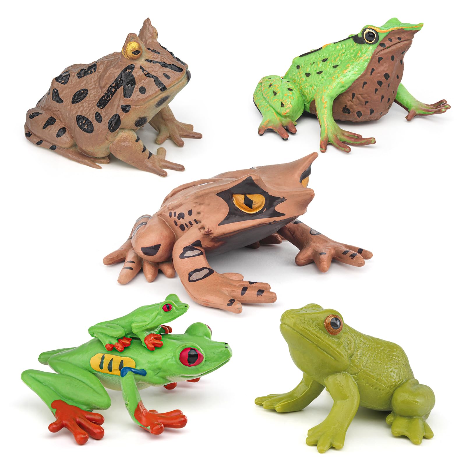 Amazon.com: GAICOM Amphibian Frog Model Set 5PCS Frogs, Triangular ...